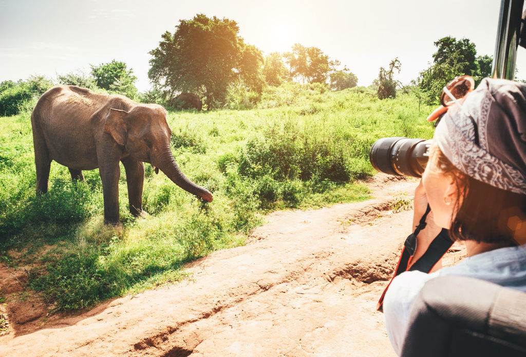 Go on a wildlife safari – Planning Your Adventure