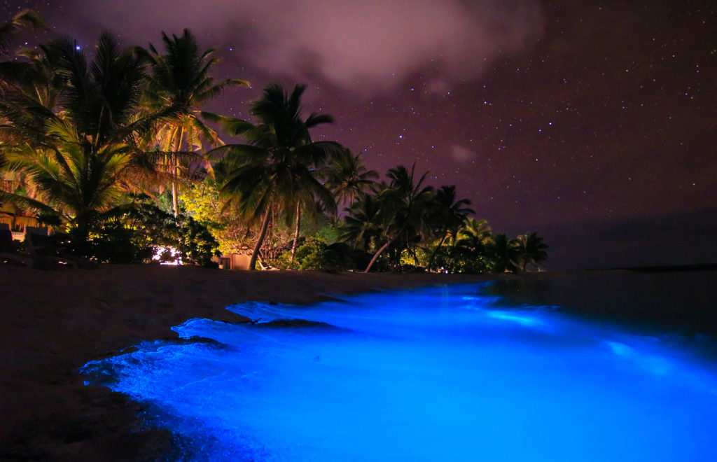 Explore Bioluminescent Bays in Puerto Rico – Planning Your Adventure